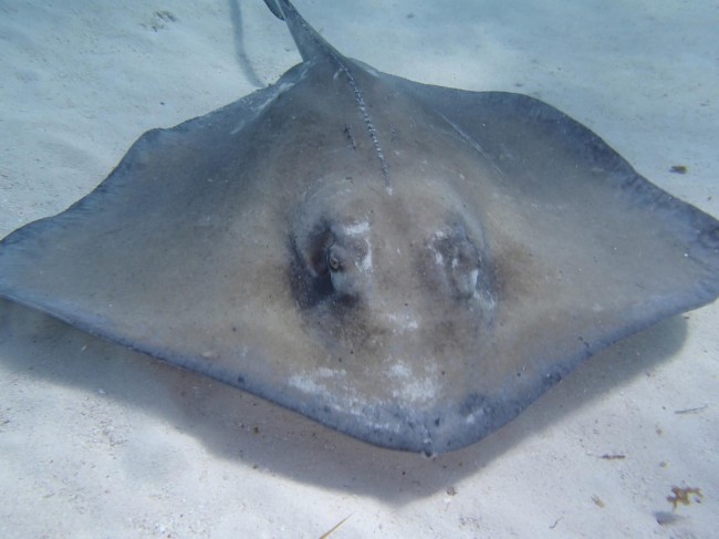 Stingray City - Off The Wall Divers