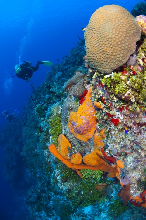 Experience the most beautiful wall diving in the world at Grand Cayman